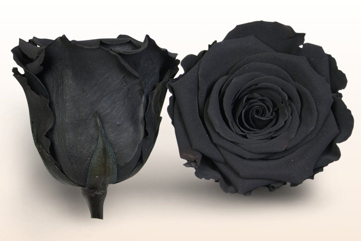 Rose stabilizzate - Nero – Sweet Colours