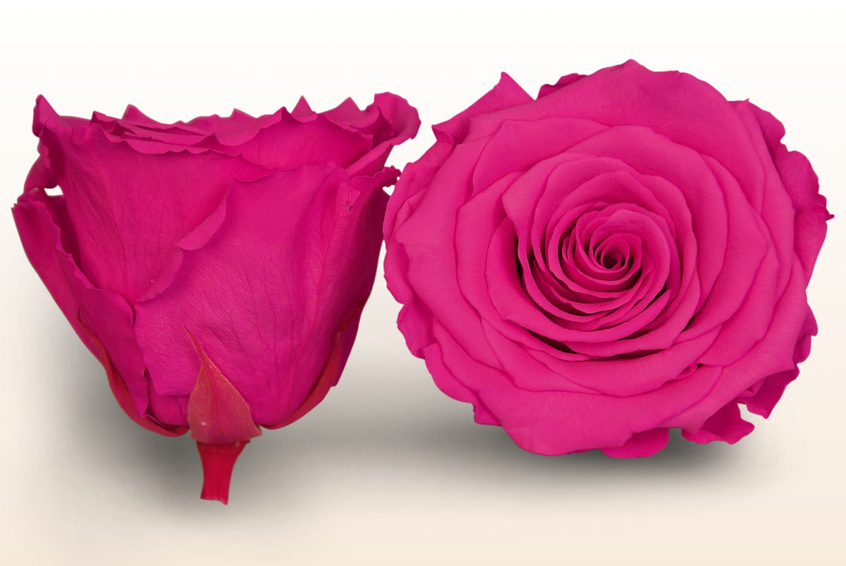 Rose stabilizzate - Rosa caldo – Sweet Colours