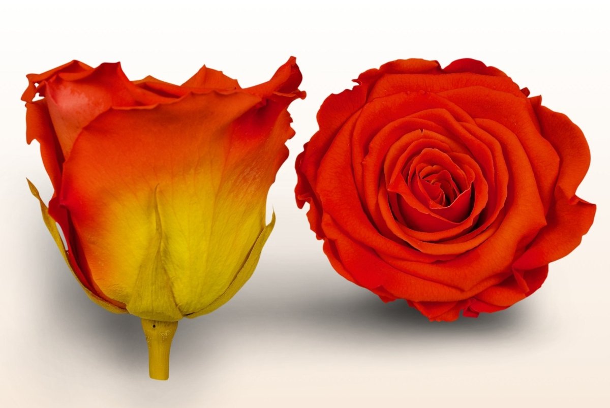 Rose stabilizzate - Arancione-giallo – Sweet Colours